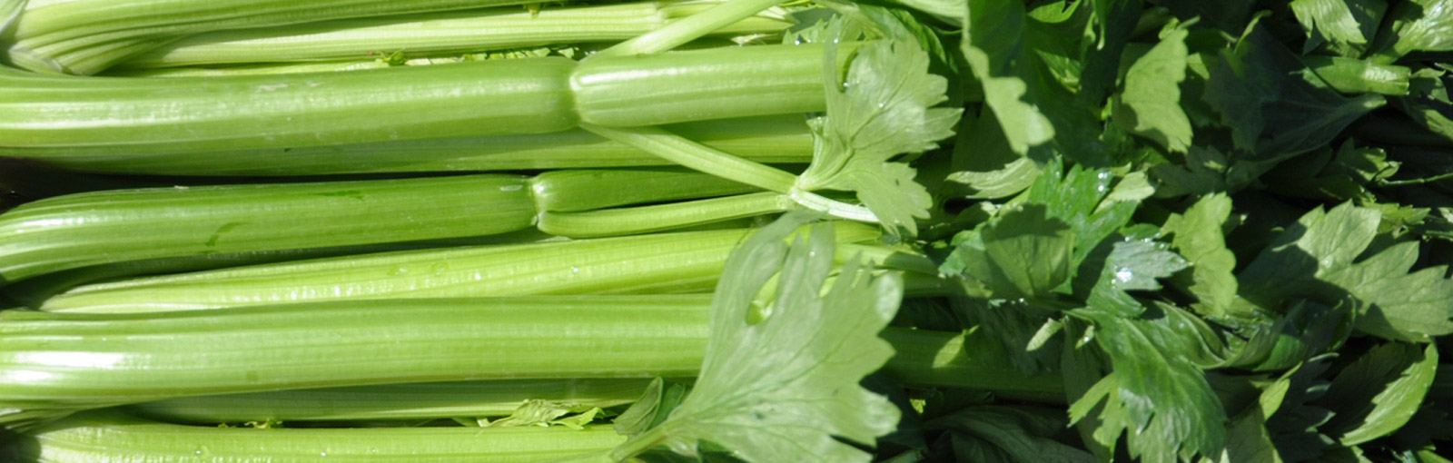 Celery | Woodhaven Gardens